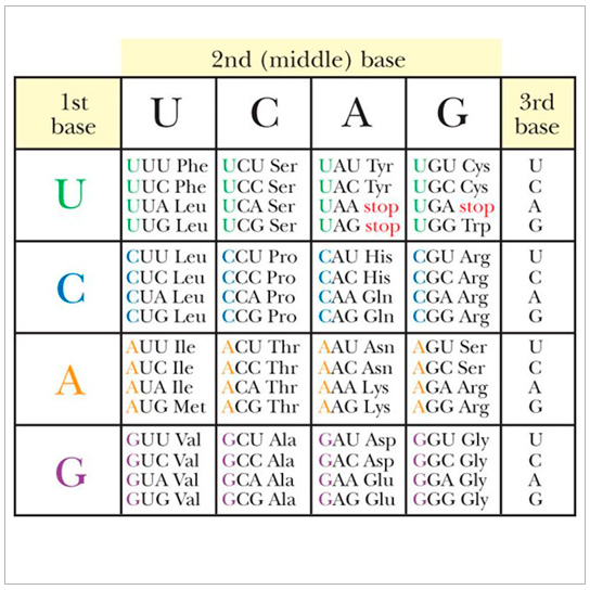 La Nutrición es una elección (Grupo 3): El código genético