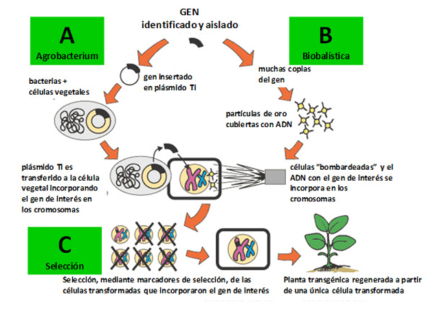 Como se obtiene una planta transgenica