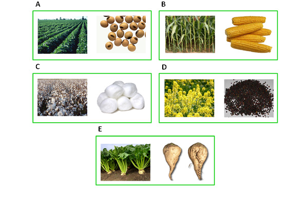 INFORMACIONES AGRONOMICAS: Características modificadas en una planta ...