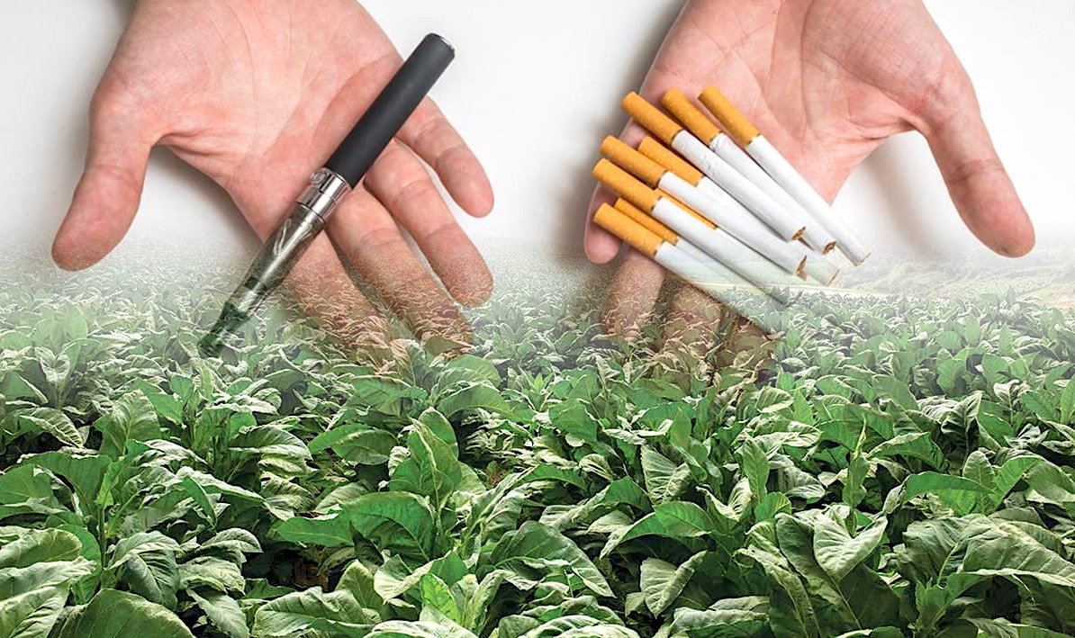 Tabaco editado genéticamente (no adictivo) podría ayudar a eliminar el ...