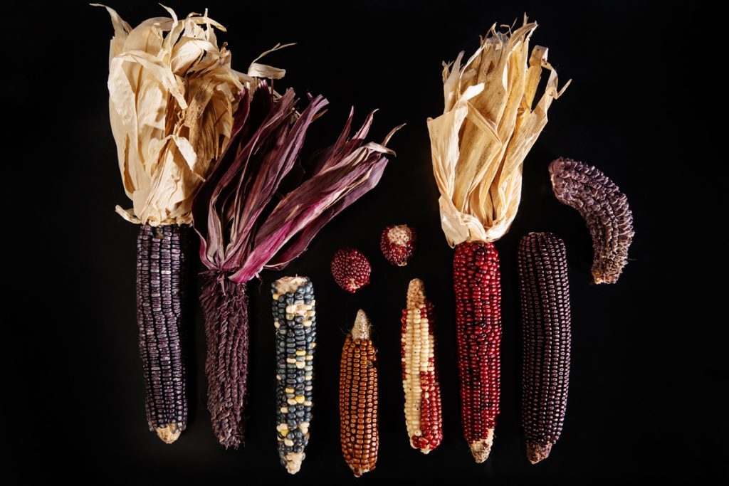 USDA: Nuevo maíz morado híbrido ayudaría a combatir diabetes, obesidad ...
