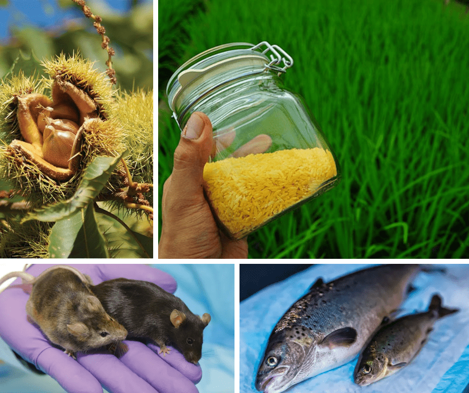 Estos 8 organismos transgénicos cuentan una breve historia de la ...